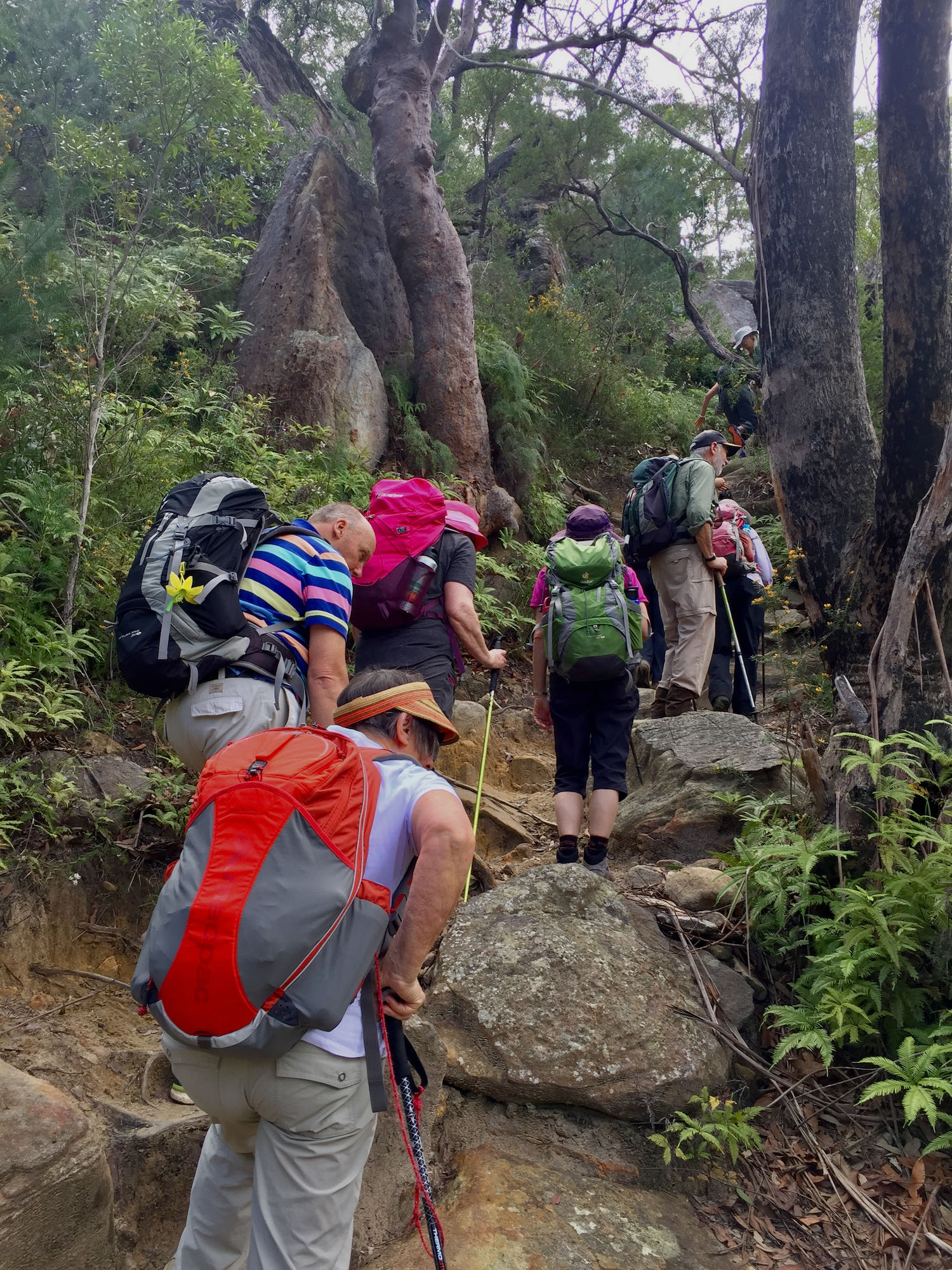 Join Us – Waverley Bushwalking Club